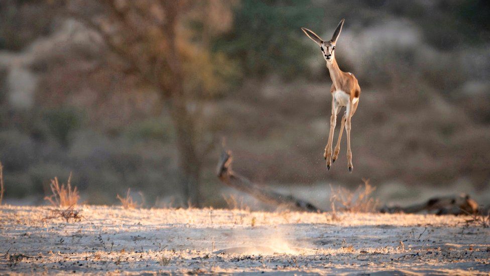The Comedy Wildlife Awards: check out this funny-looking bunch - BBC ...
