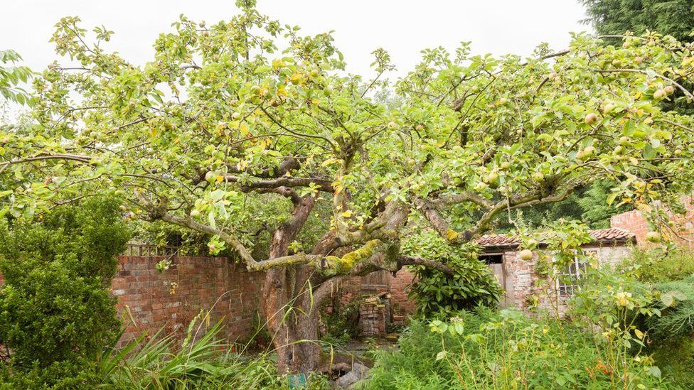 Platinum Jubilee: Original Bramley apple tree dedicated to Queen - BBC News