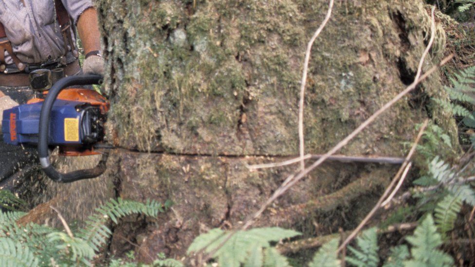 Man killed felling tree was 'a genuine tragic accident' - BBC News