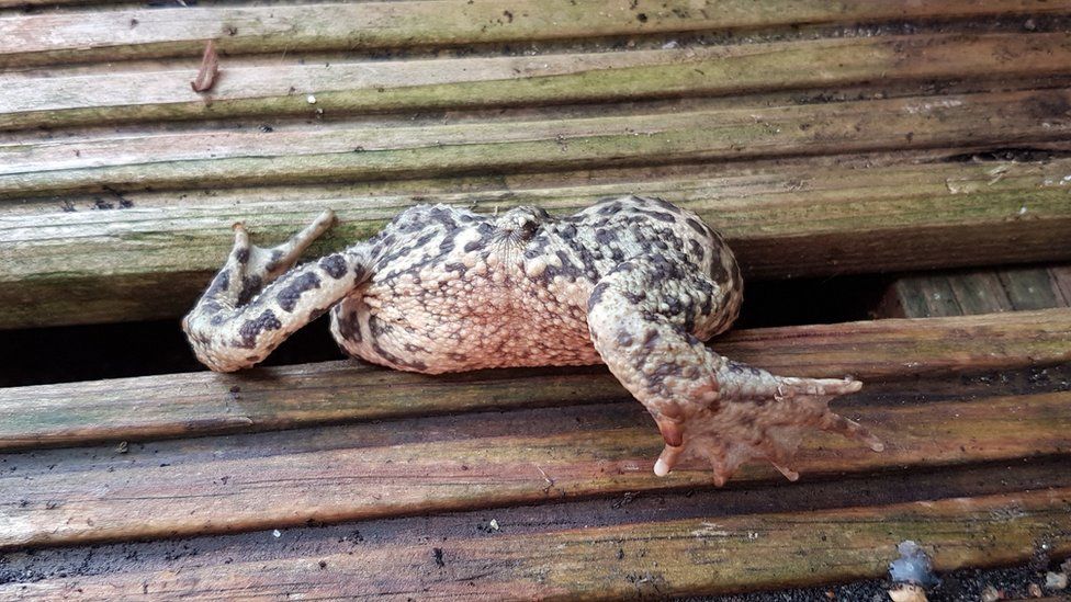 Toad wedged in decking of Norwich garden - BBC News