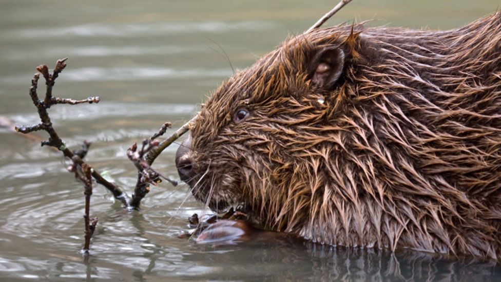 Decision on future of Scotland's beavers later this year - BBC News