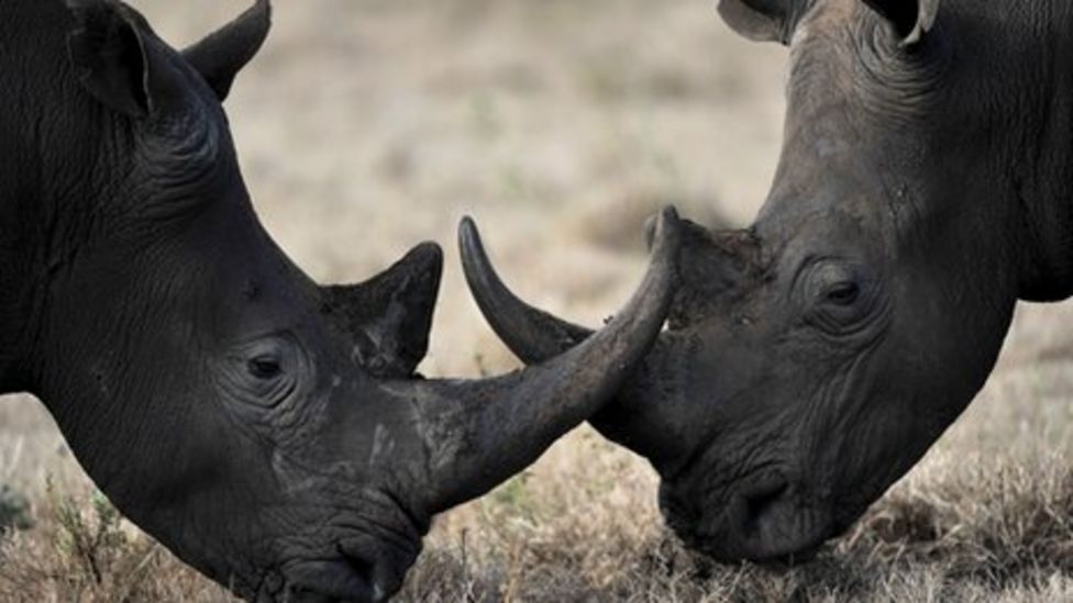 How do you get a rhino to fly? - BBC News