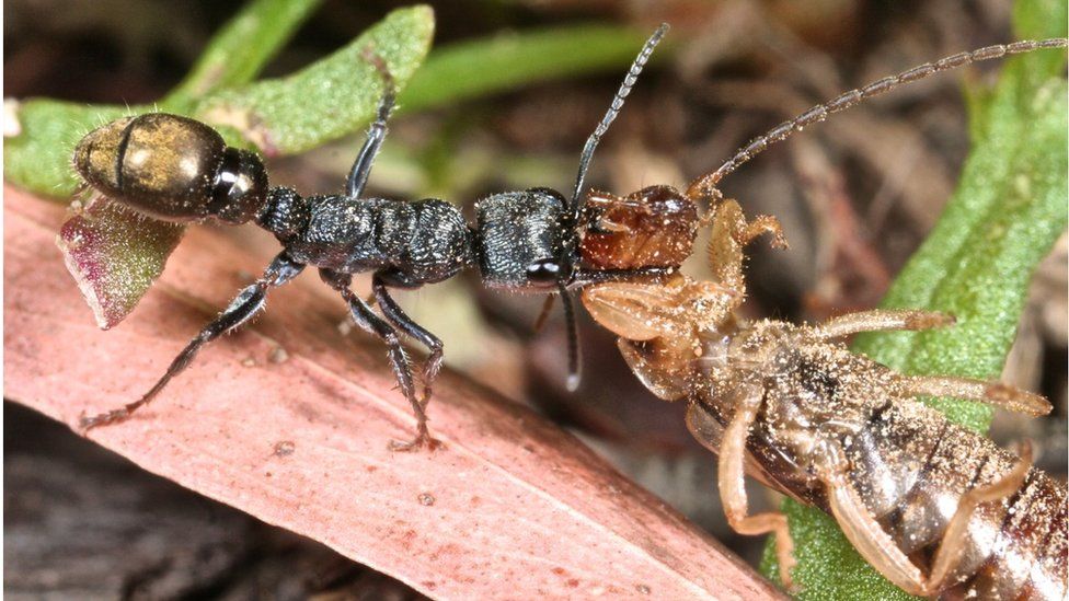 Ants use Sun and memories to navigate - BBC News