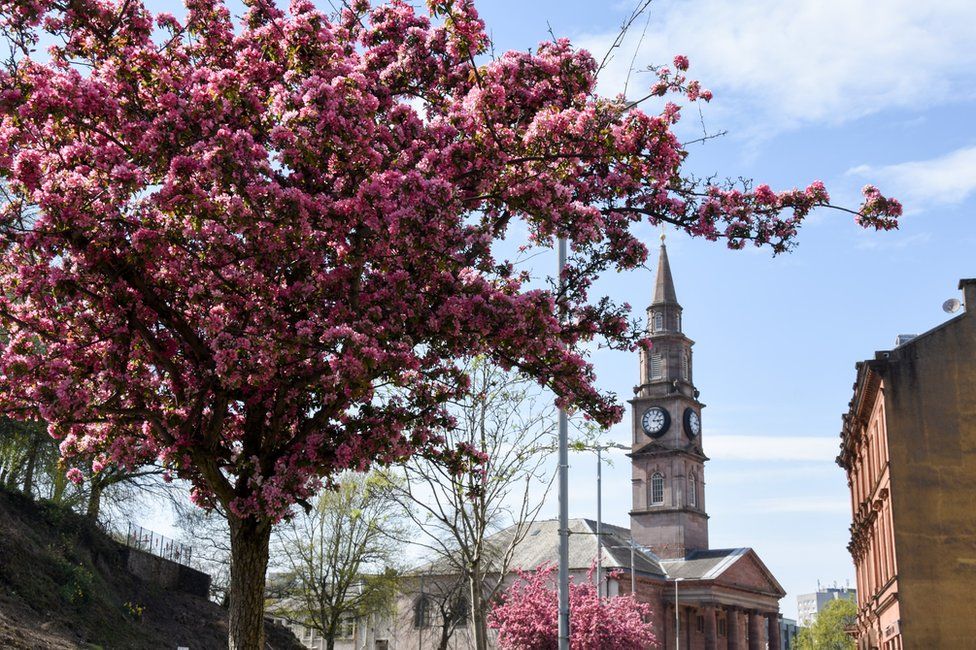 Pretty in pink: Scotland's cherry blossom explosion - BBC News