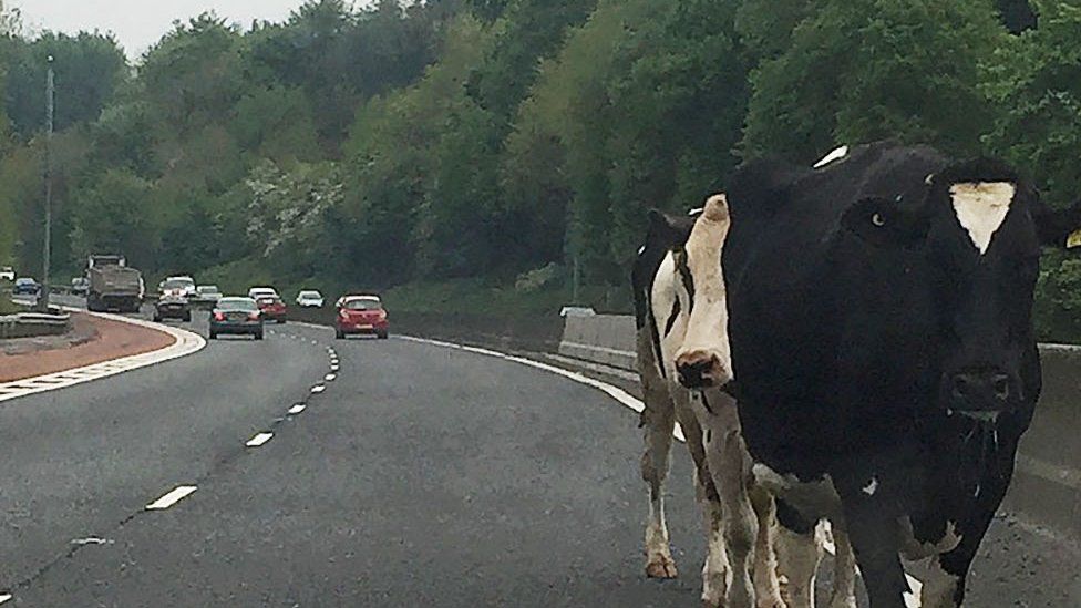 M1: Cows cause traffic to mooo-ve slowly - BBC News