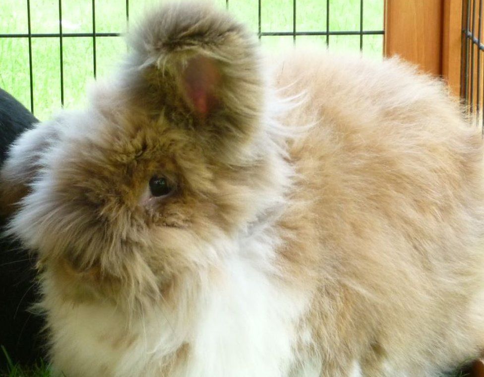 'Croydon cat killer': Harpenden mutilated rabbit 'linked' - BBC News