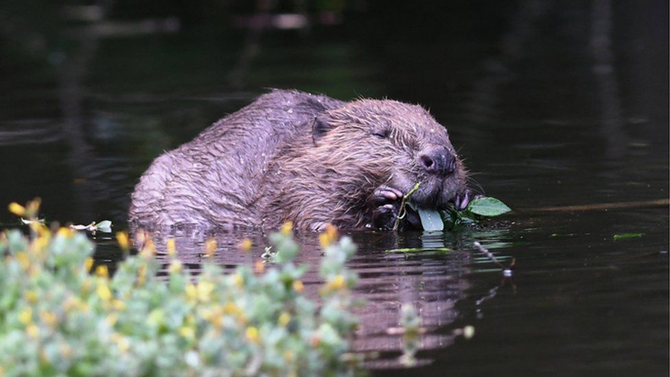 Beavers return to Cumbria after 400 years - BBC Newsround