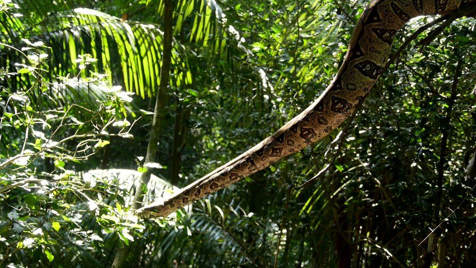 Rio 2016: Venues deal with some unusual visitors - BBC News