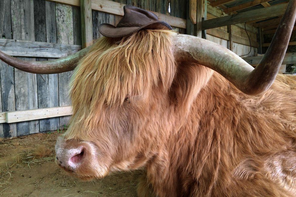 American's passion for Highland cattle - BBC News