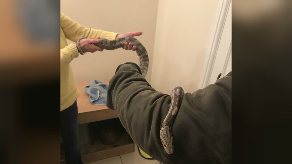 Snake gets trapped in car during Christmas drive - BBC News