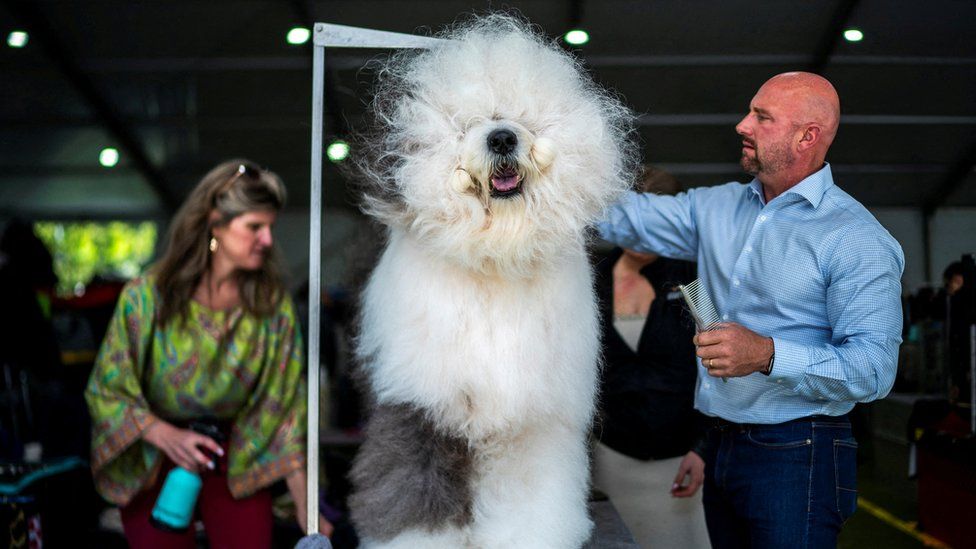 Westminster Dog Show: Top dogs compete for Best in Show - BBC News