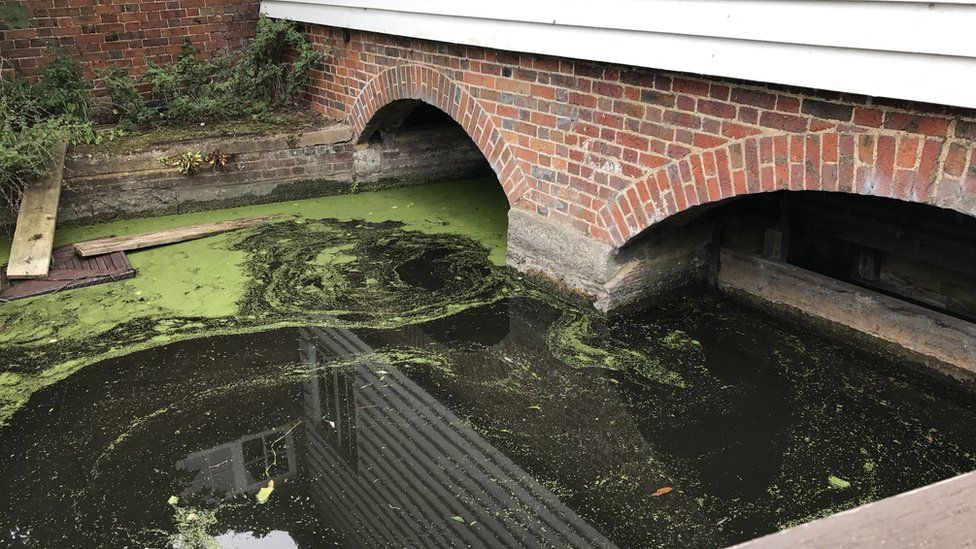 Muntjac deer freed from Moor Mill Beefeater water wheel - BBC News