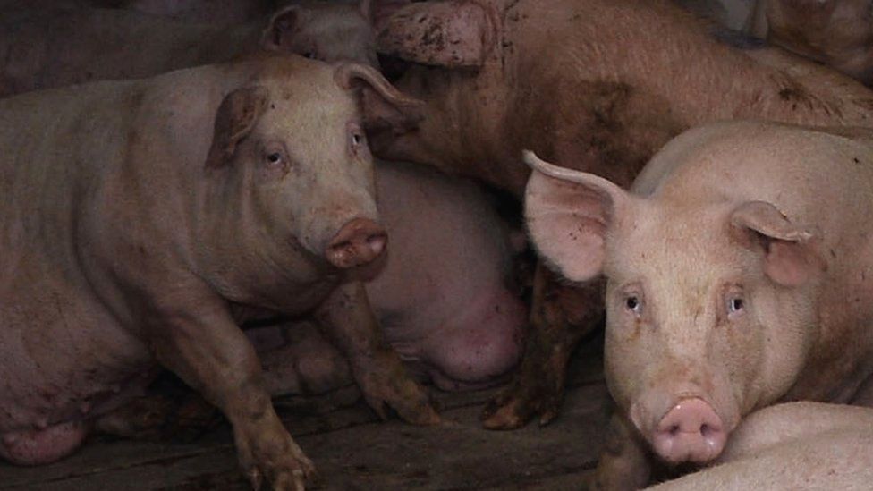 Firefighters save 72 pigs in NI's biggest animal rescue - BBC News