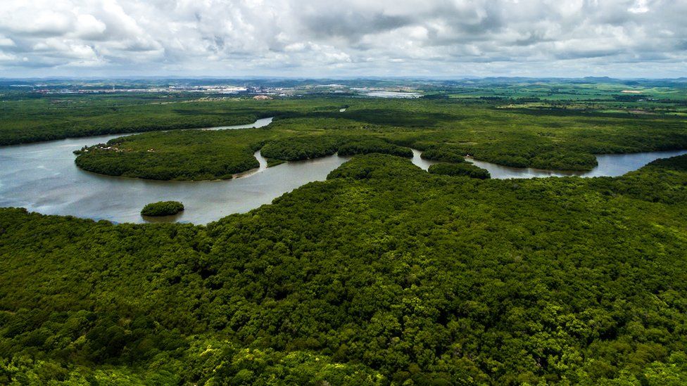 Large parts of Amazon rainforest emitting more CO2 than they absorb ...