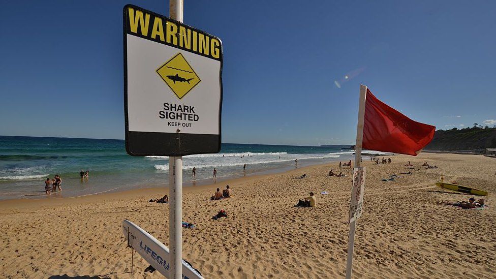 Australia shark tagging boosted after surfer attack - BBC News