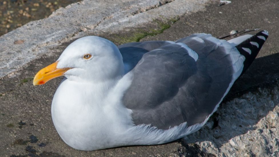 Privacy concerns raised over anti-gull flying drone - BBC News