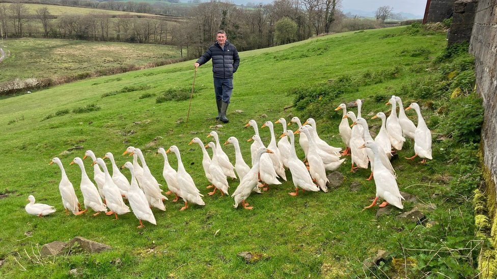 Galw am frechlyn ffliw adar wrth i fesurau ddod i ben - BBC Cymru Fyw