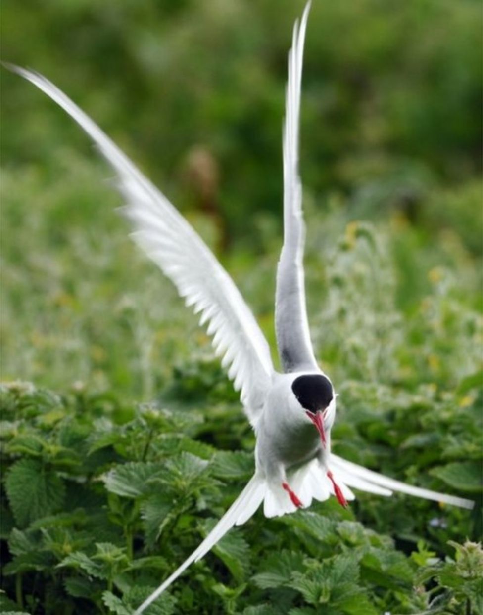 Remains of UK's oldest Arctic tern found at nature reserve - BBC News