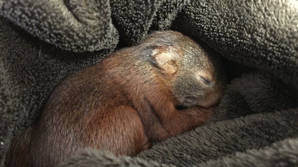 Coronavirus puts Formby red squirrels project in jeopardy - BBC News