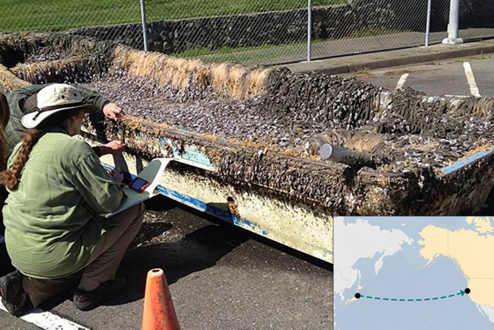 Japan's tsunami debris: Five remarkable stories - BBC News