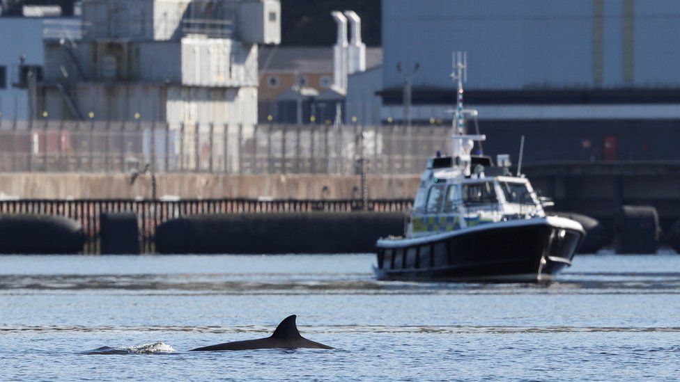 Military exercise begins after concern for whales in Gare Loch - BBC News