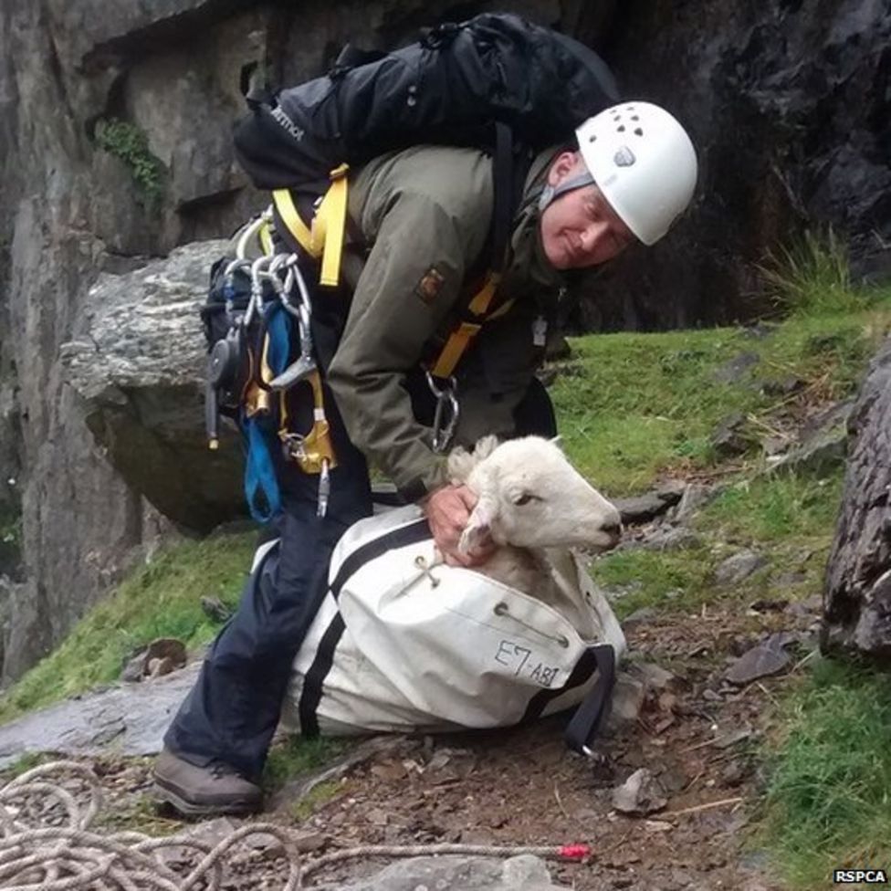 Sheep bagged for rope rescue by RSPCA at Llanberis Pass - BBC News