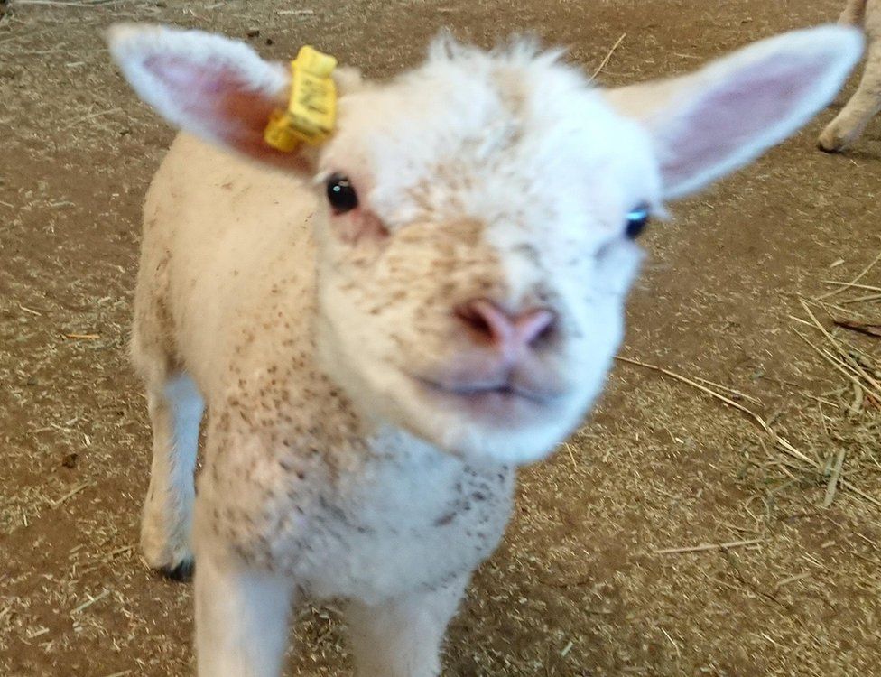 School's lambs skinned and slaughtered - BBC News