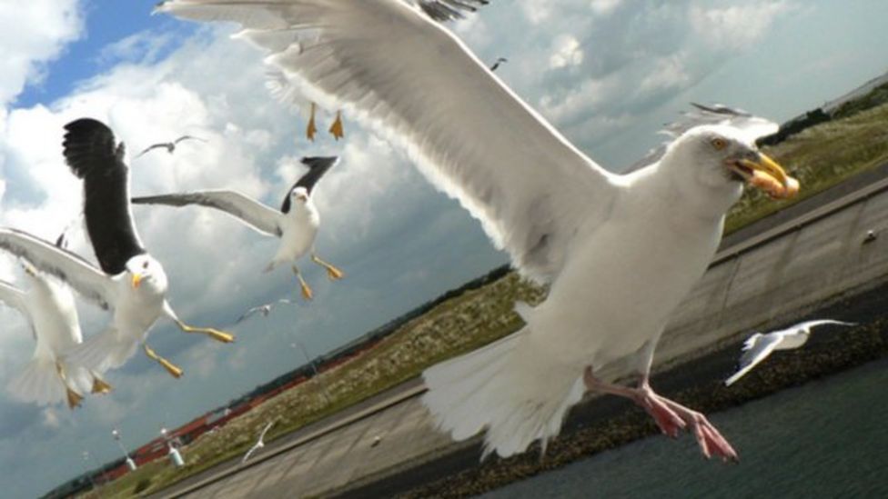 Seagulls, scourge of the seaside? - BBC News