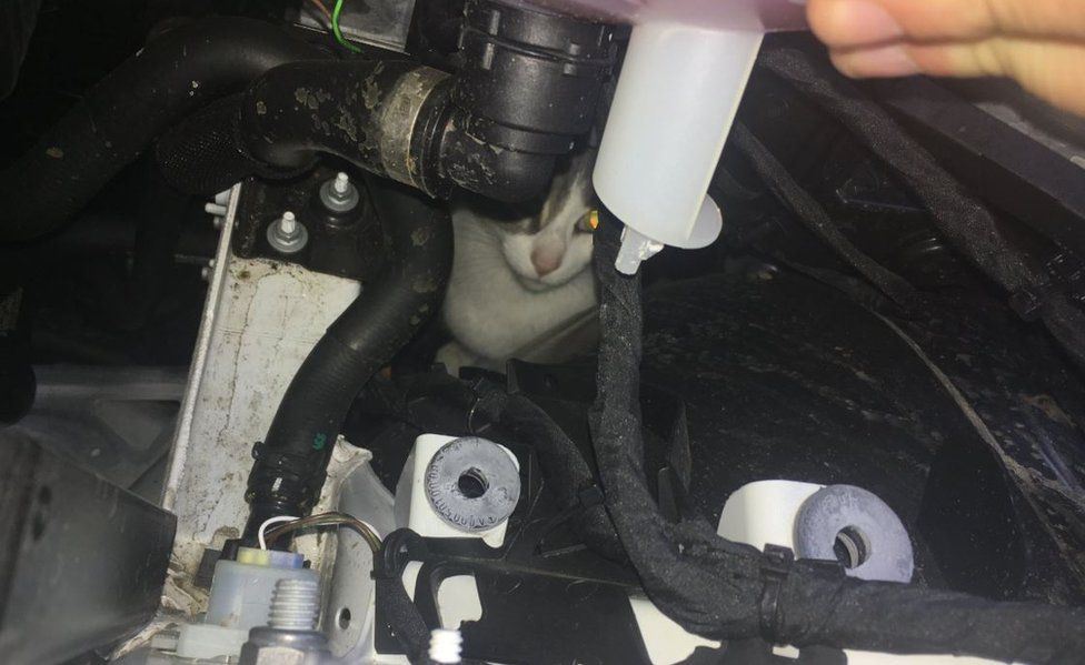 Cat rescued from car engine in Welwyn - BBC News