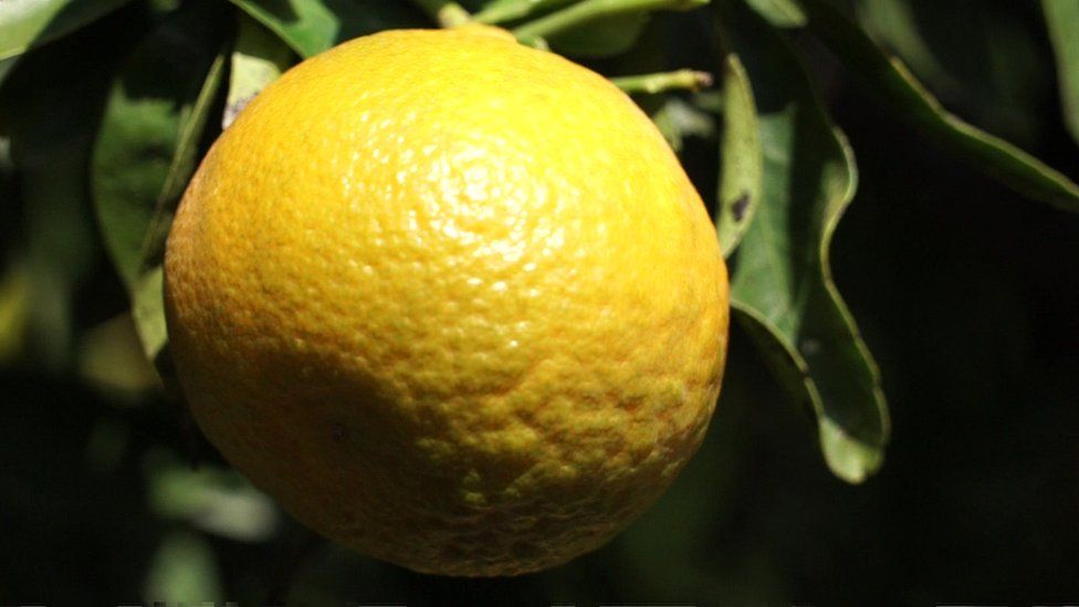 Ensuring food supplies amid the challenge of climate change - BBC News