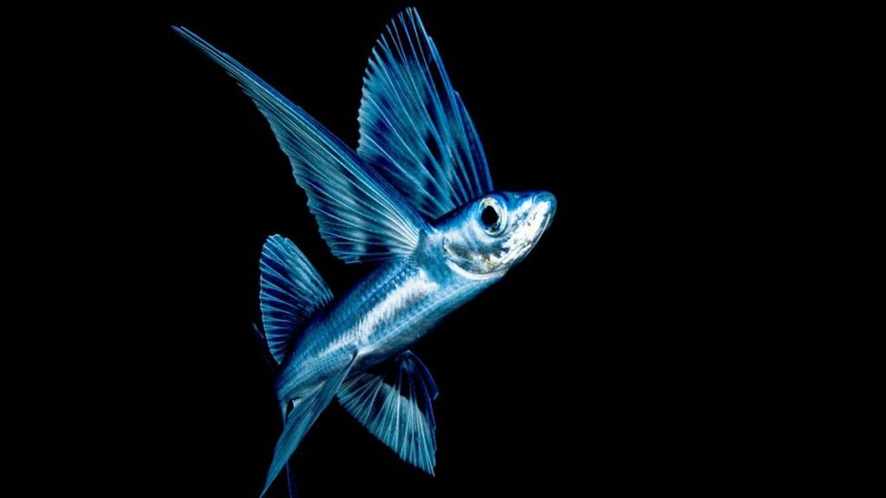 World Oceans Day: Photos from the North Pole to the South Pole - BBC ...