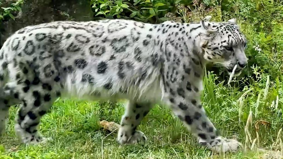 Chester Zoo welcomes first snow leopards in its 93-year history - BBC News