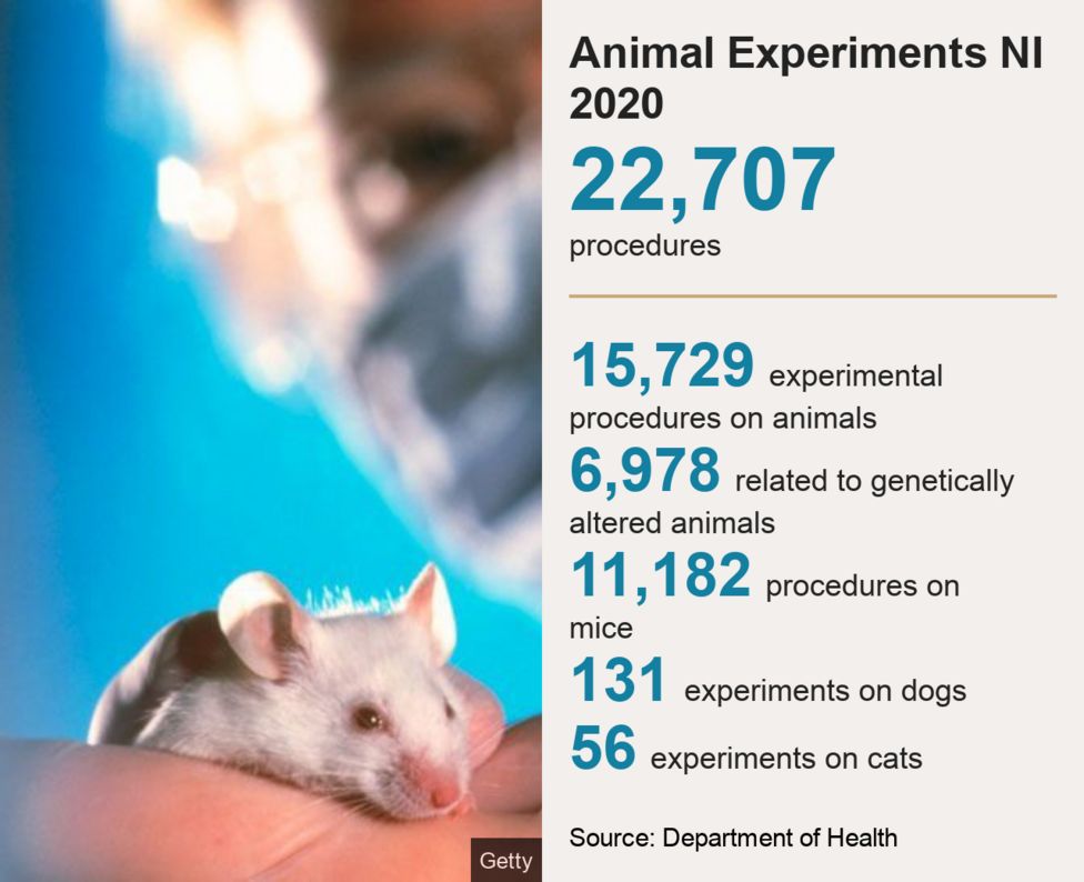 Animal experiment law breaches rise in Northern Ireland - BBC News