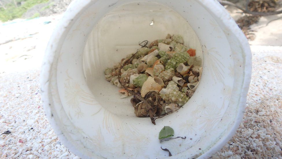 Plastic waste kills more than 500,000 hermit crabs - BBC Newsround