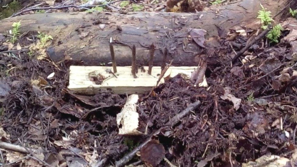 Cyclist finds nail traps on forest path near Lampeter - BBC News