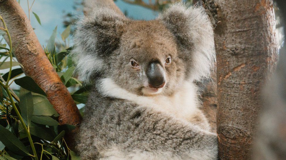 Longleat welcomes Yani the southern koala from Hong Kong - BBC News