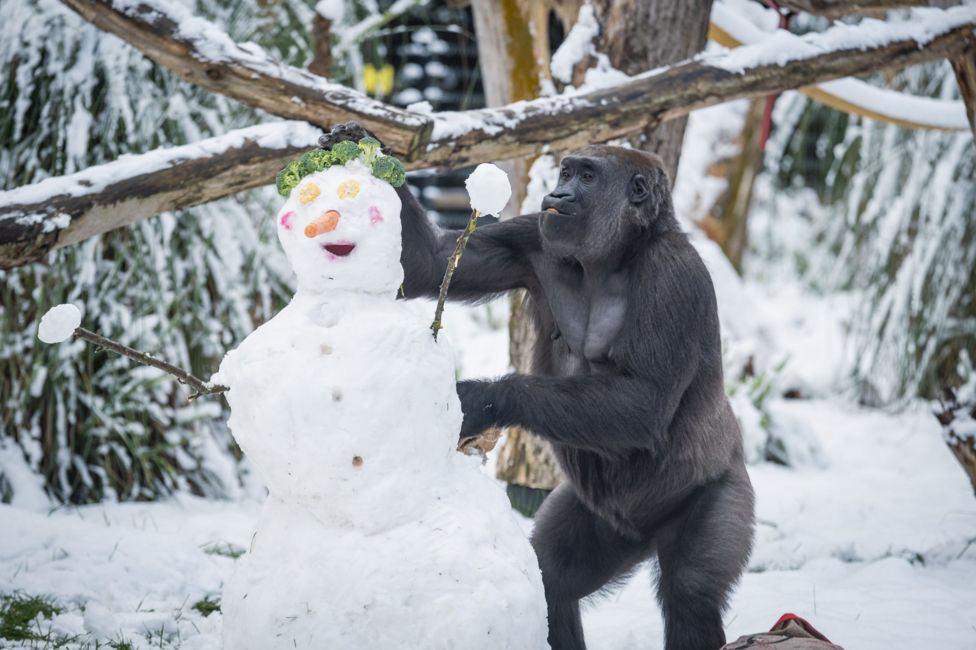 Wildlife: These zoo animals have been playing in the snow - BBC Newsround