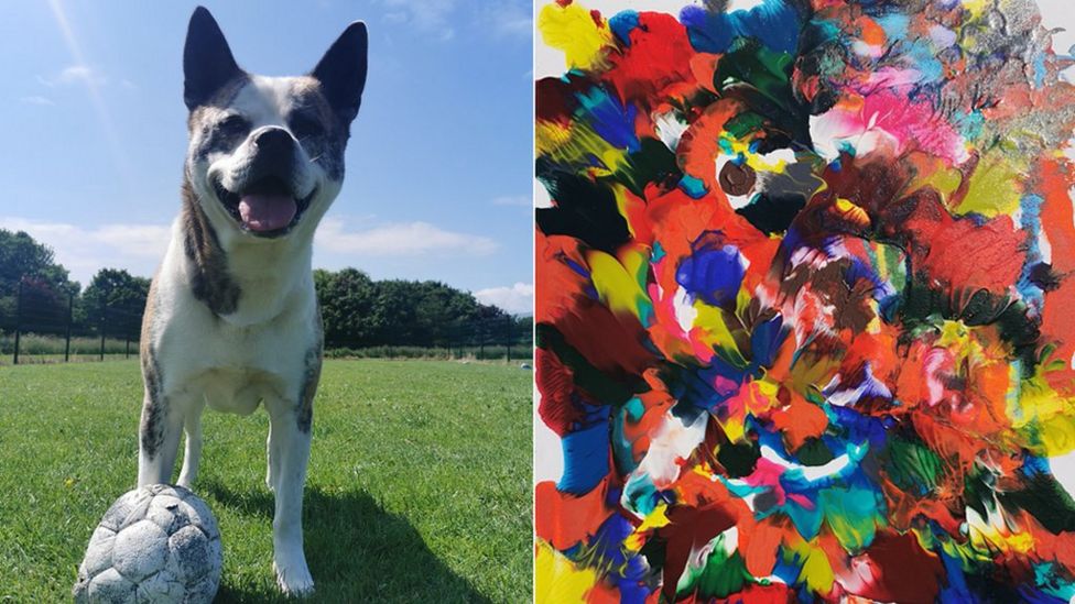 Redcar rescue dogs' paintings up for auction - BBC News