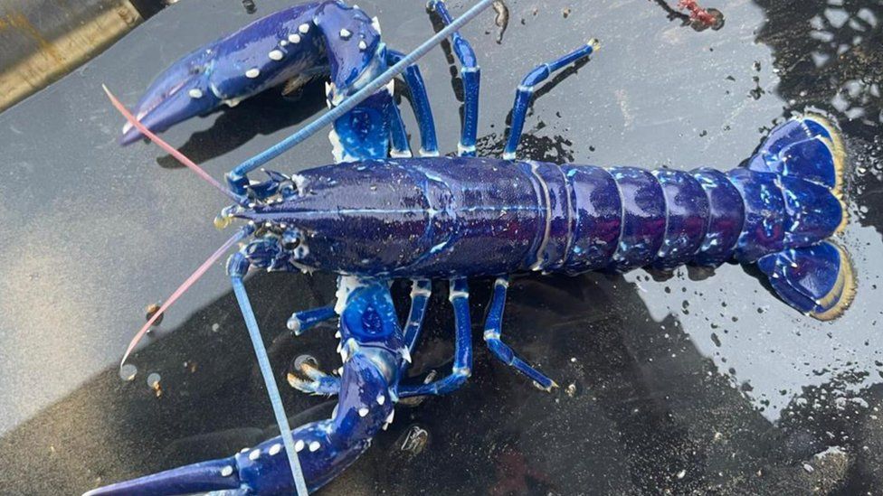 Blue lobster 'catch of a lifetime' for Belfast fisherman - twice! - BBC ...