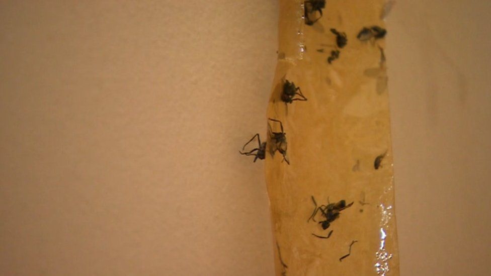 Derby residents consider legal action over fly plague - BBC News