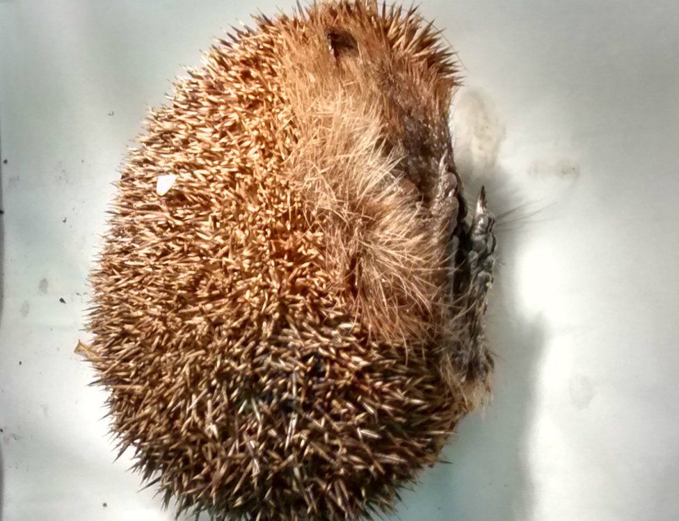 Wirral man beat hedgehog to death with brick - BBC News