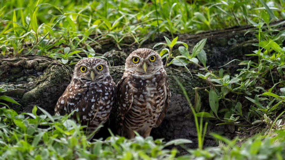 Fake poo and hoots help owls settle into new home - BBC Newsround