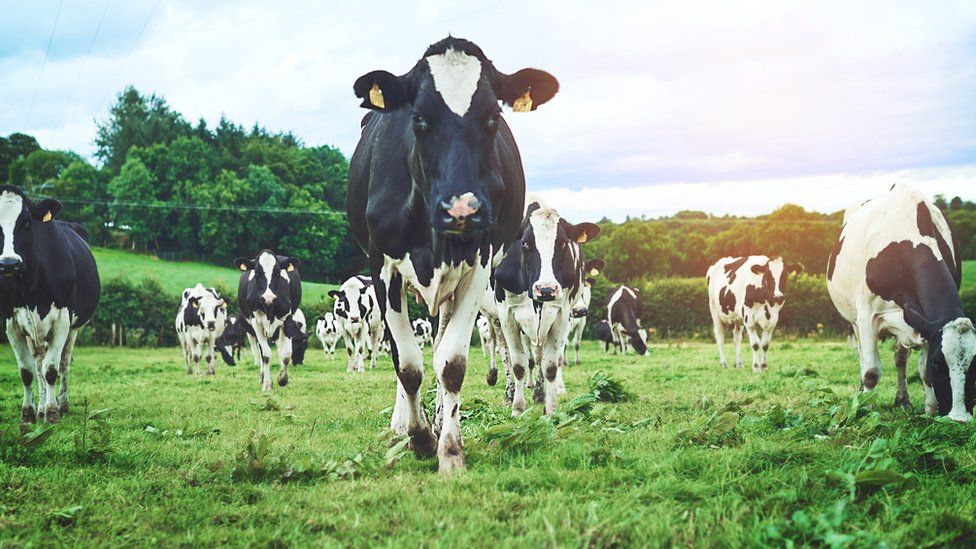 Climate change: Eat less meat to reach net zero, says report - BBC ...