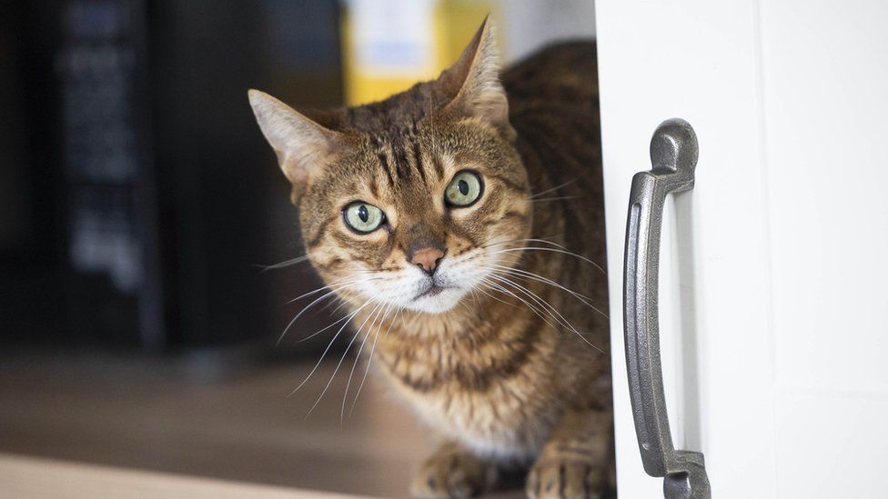 National Cat Awards 2022: Meet some of the finalists - BBC Newsround