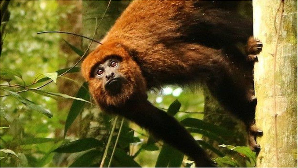 Howler monkeys back in Rio's Tijuca park after 100 years - BBC News
