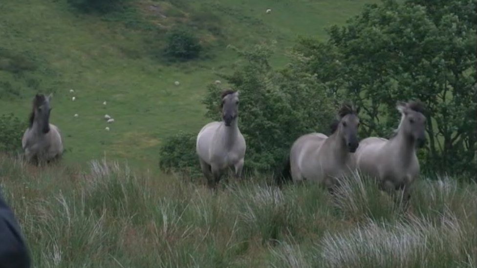 Arbrawf ceffylau gwyllt er mwyn tyfu coed cynhenid - BBC Cymru Fyw