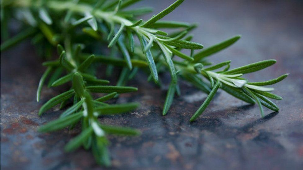 Rosemary sales surge during exam season - BBC News