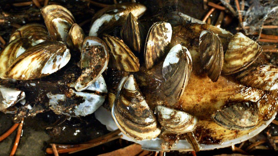 Mussel numbers in River Thames drop by 95% since 1964 - BBC Newsround