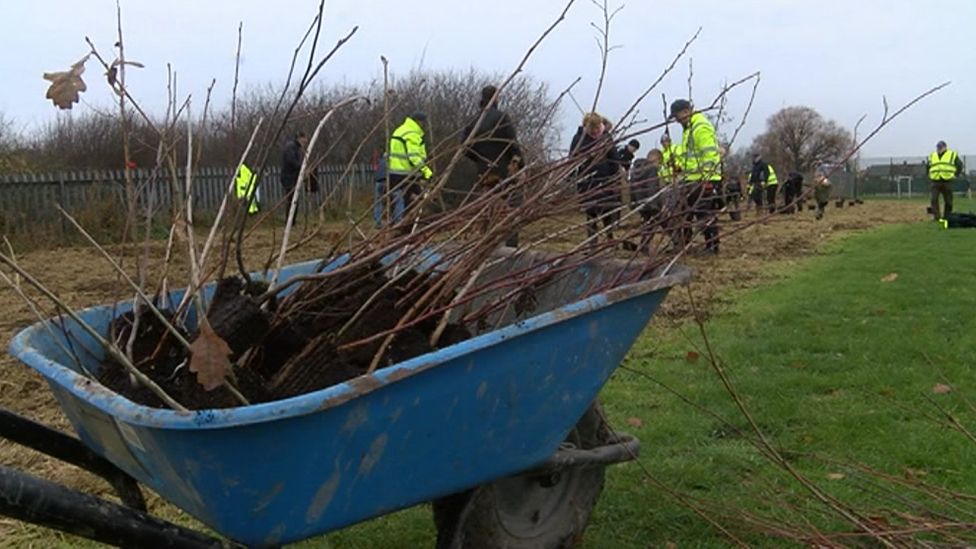 Northern Forest: Hull veterans to plant trees - BBC News