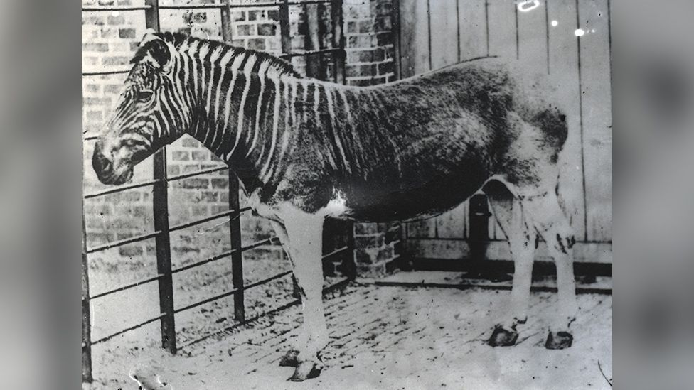 Natural history: Bangor's part in the quagga's missing leg - BBC News